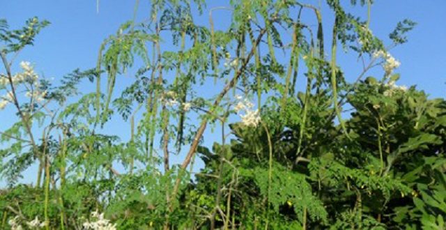 ফাল্গুনে সজিনা গাছ ফুলে ফুলে ভরে ওঠে... | মাস্টারি সংবাদ