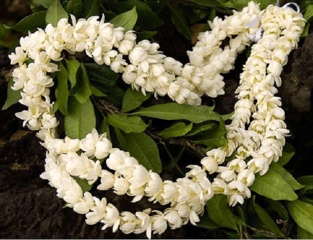 নারীর খোঁপায় বেলীর সৌন্দর্য | মাস্টারি ডটকম