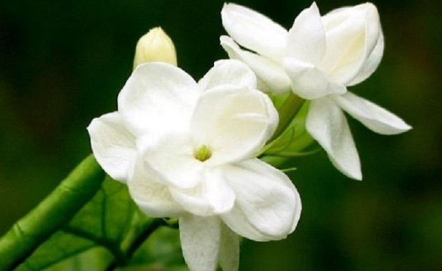 নারীর খোঁপায় বেলীর সৌন্দর্য | মাস্টারি ডটকম