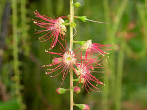 হিজল ফুলে মিষ্টি মাদক ঘ্রাণ | মাস্টারি সংবাদ