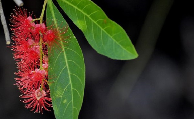 হিজল ফুলে মিষ্টি মাদক ঘ্রাণ | মাস্টারি সংবাদ