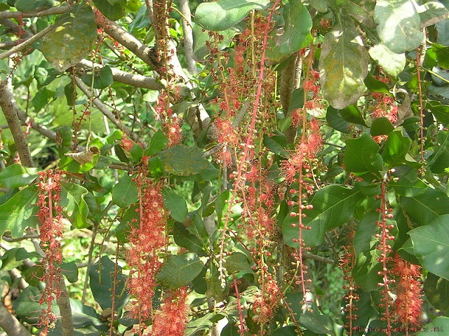 হিজল ফুলে মিষ্টি মাদক ঘ্রাণ | মাস্টারি সংবাদ