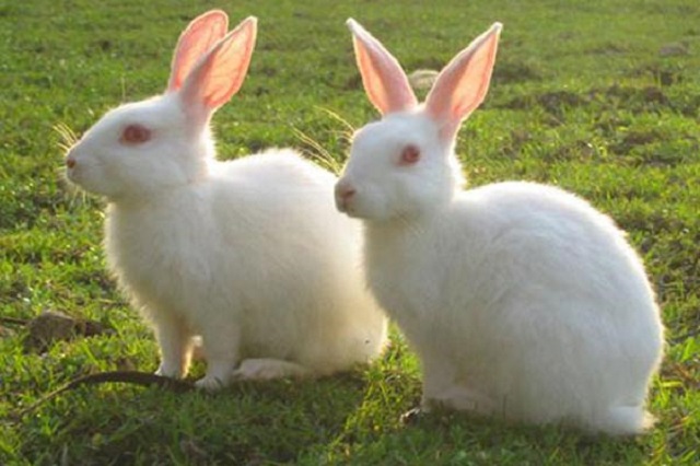 খরগোশ পালনের সুবিধা | মাস্টারি সংবাদ