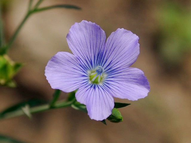 নীল বর্ণের অতসী ফুল | মাস্টারি সংবাদ